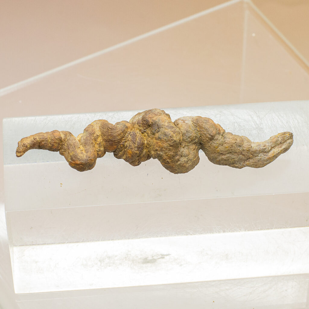 Explore Dinosaur Life Through Coprolite Fossils