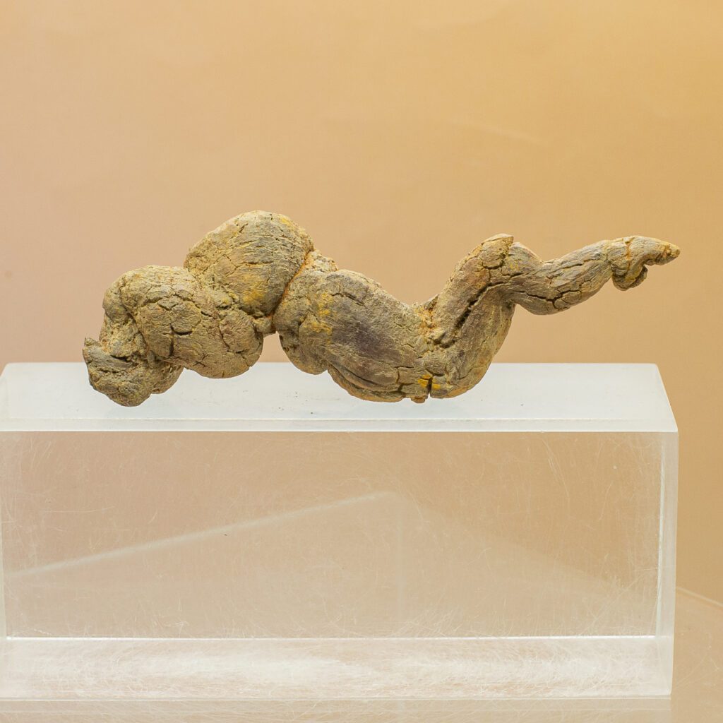 Unearth Secrets with Coprolite Dinosaur Dung Fossils