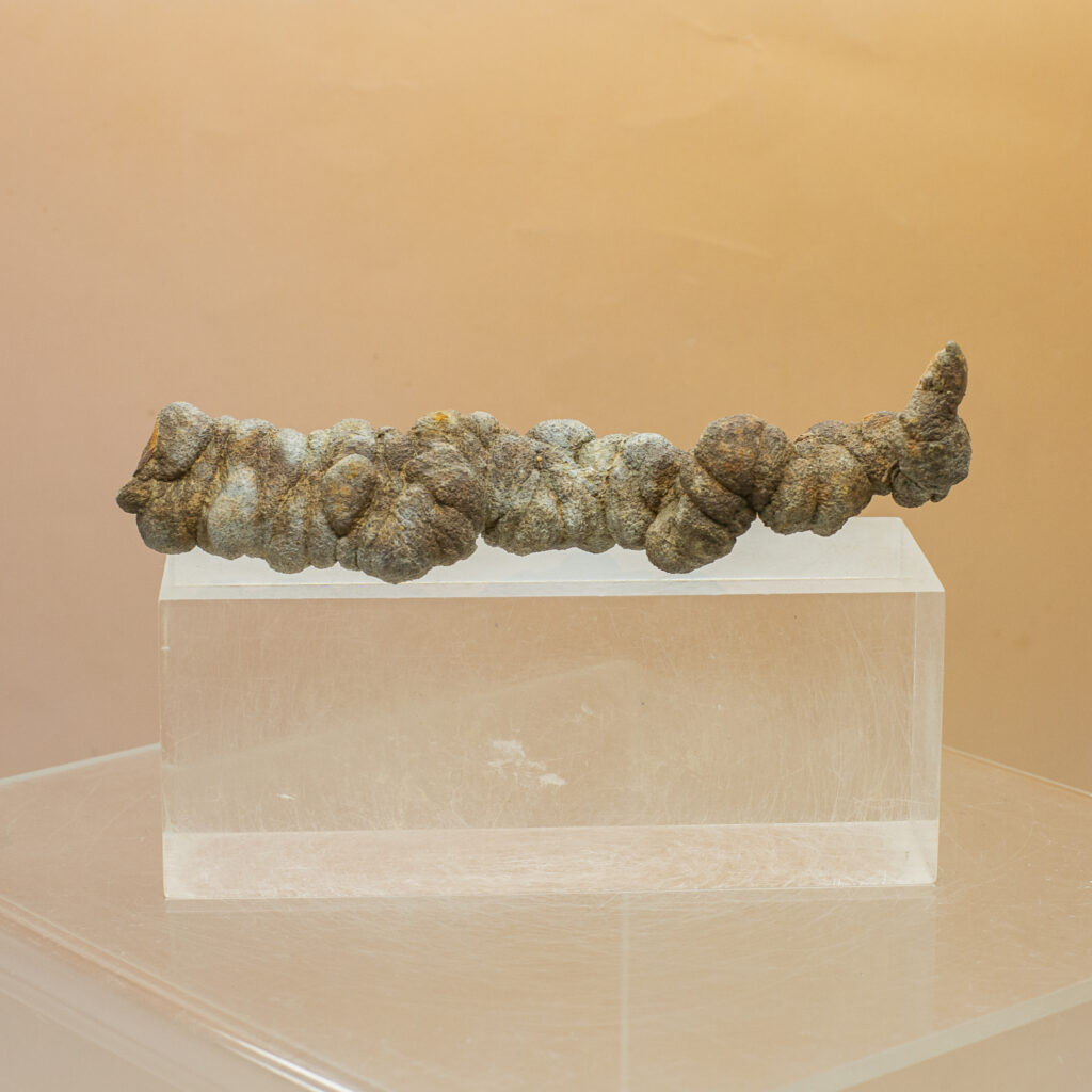 Unearth Dinosaur Secrets with Coprolite Fossils