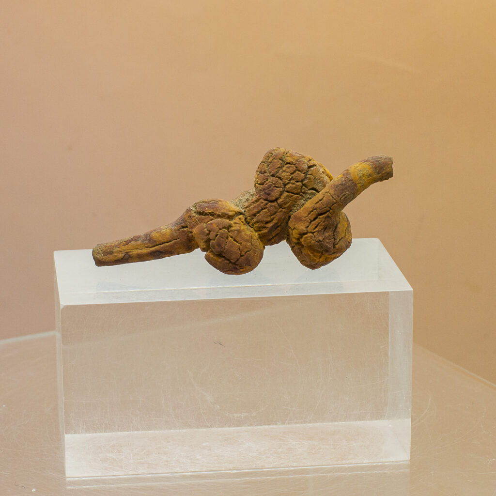 Dinosaur Dung Fossil - Authentic Coprolite Specimens