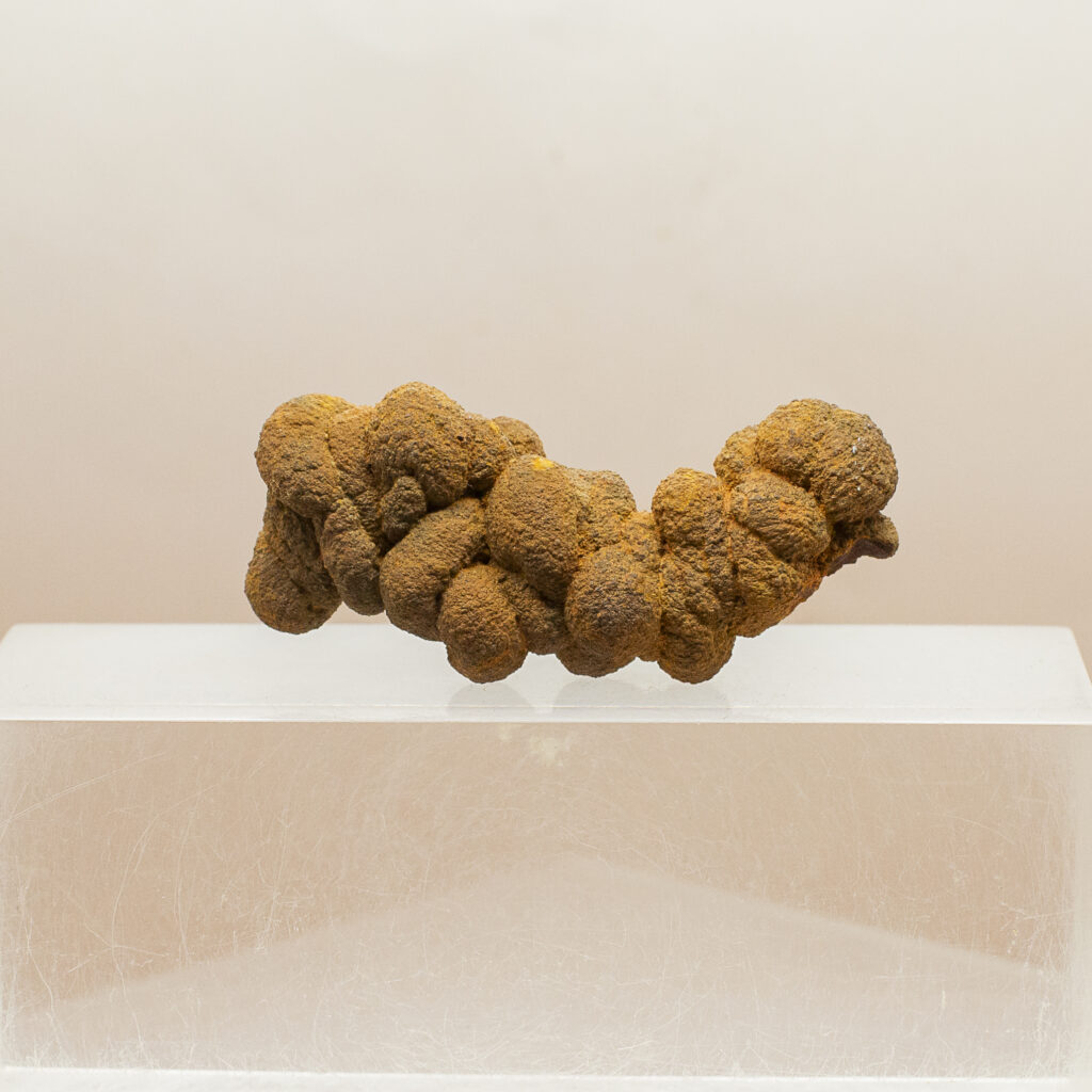 Coprolite: The Dinosaur Dung Fossil