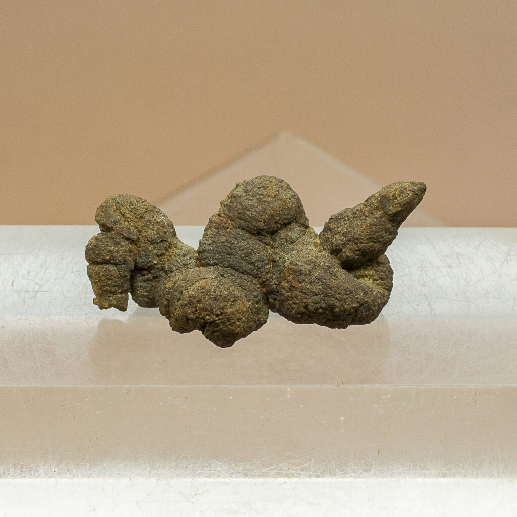 Coprolite: The Dinosaur Dung Fossil