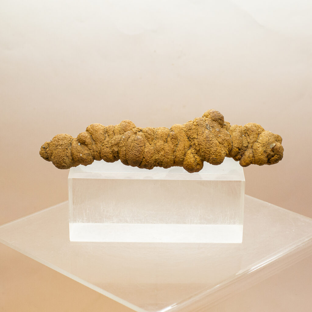 Coprolite: The Dinosaur Dung Fossil